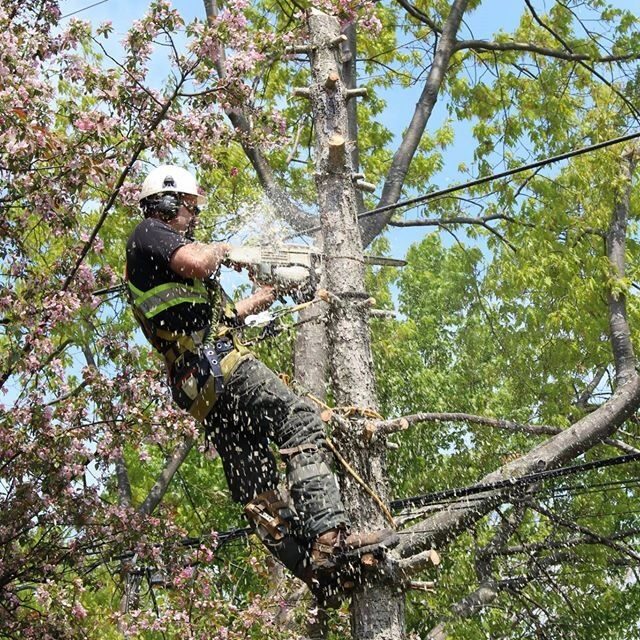 A Better View Tree Service - Tree Removal