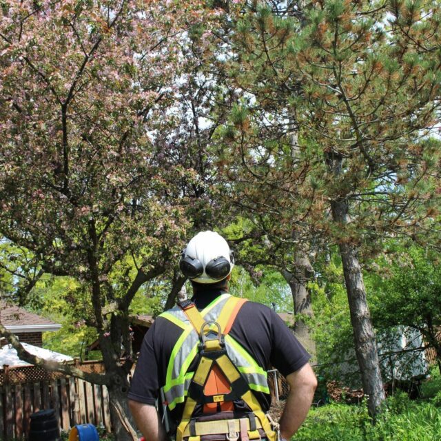 A Better View Tree Service - Tree Removal