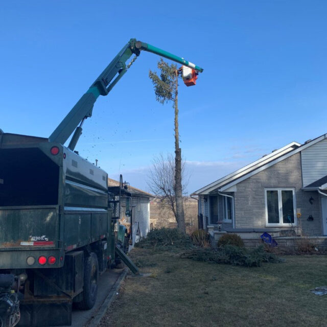 A Better View Tree Service - Tree Removal