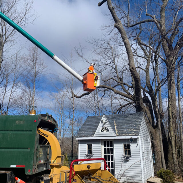 A Better View Tree Service - Tree Removal